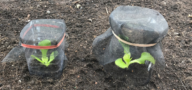 How to make seedling guards - eco-organic garden by OCP